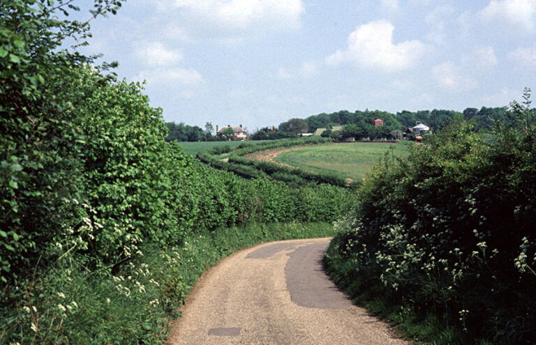 Habitat Highlight: Hedgerows ⋆ Bee Better Certified®