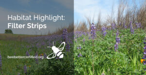 Habitat Highlight: Filter Strips ⋆ Bee Better Certified®