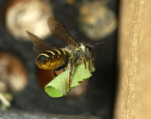 Digging Deep: An inside look at how bees nest ⋆ Bee Better Certified®