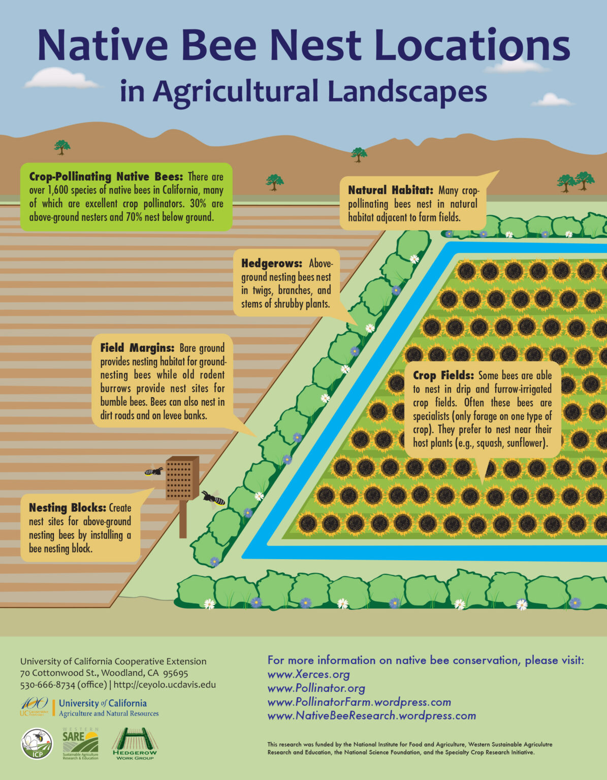 Digging Deep: An inside look at how bees nest ⋆ Bee Better Certified®