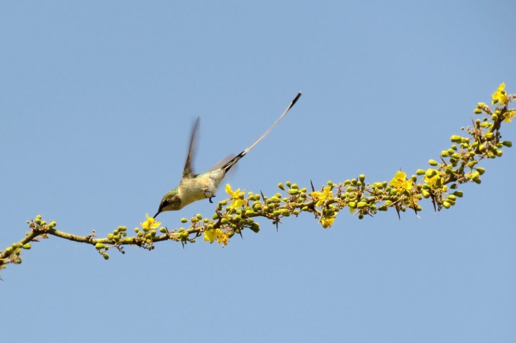 Bee Better Certified in South America ⋆ Bee Better Certified®