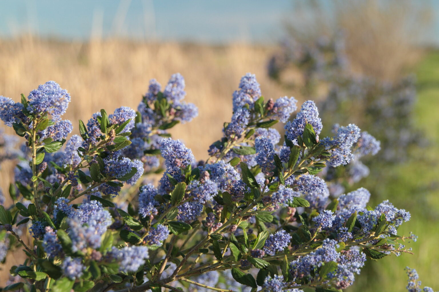 Find A Certified Supplier ⋆ Bee Better Certified®