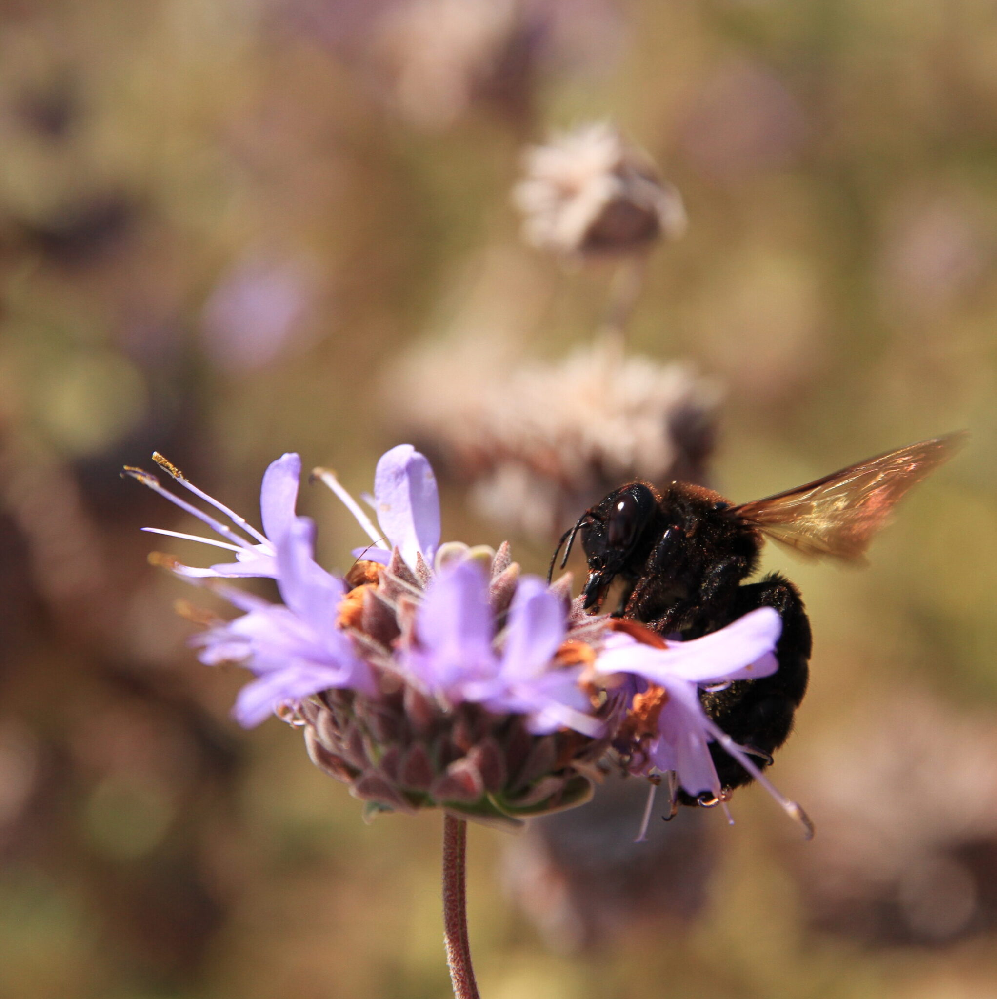 Home ⋆ Bee Better Certified®